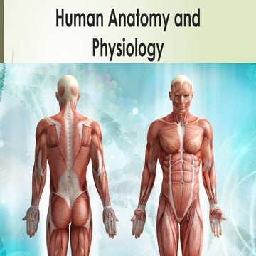 Human Anatomy Lecture powerpoint on body systems | PPTX