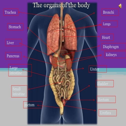 Human body | PPT