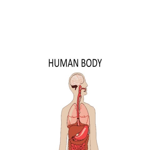 Human body | PPTX