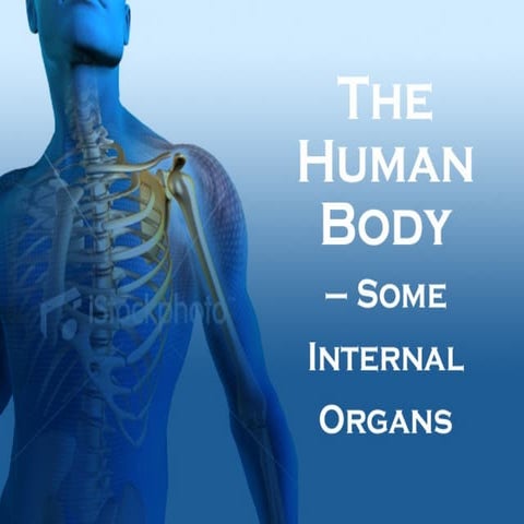 Human body | PPT