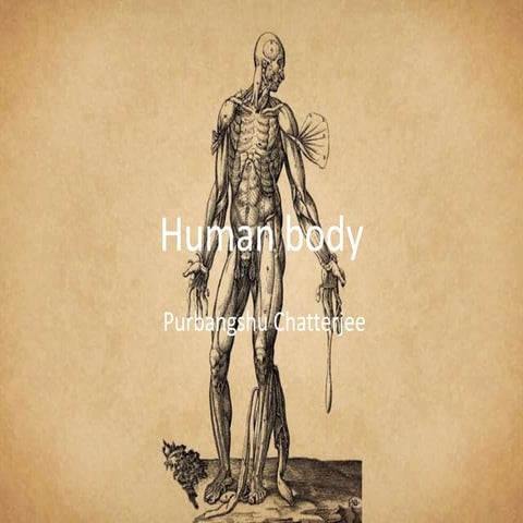 Human Organ Systems Grade 5 Science Introduction | PPTX