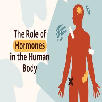 Understanding the Role of Hormones in the Human Body: Effects and ...