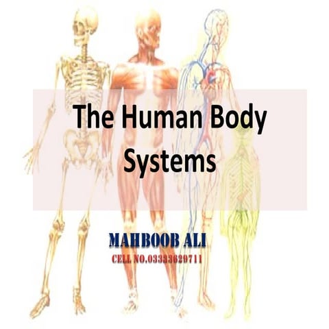 Human body its system | PPT