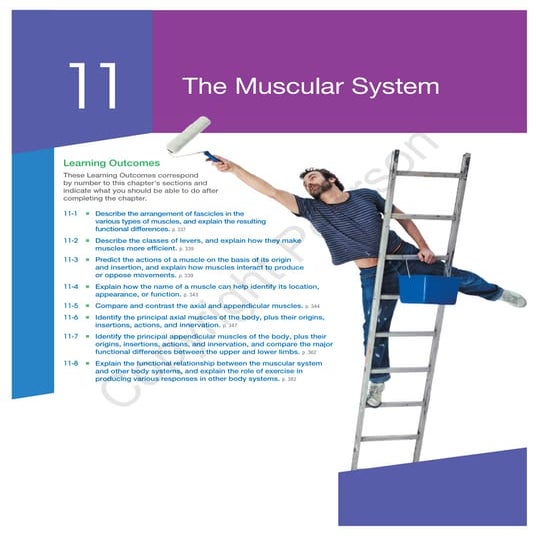 Human body muscles | PDF