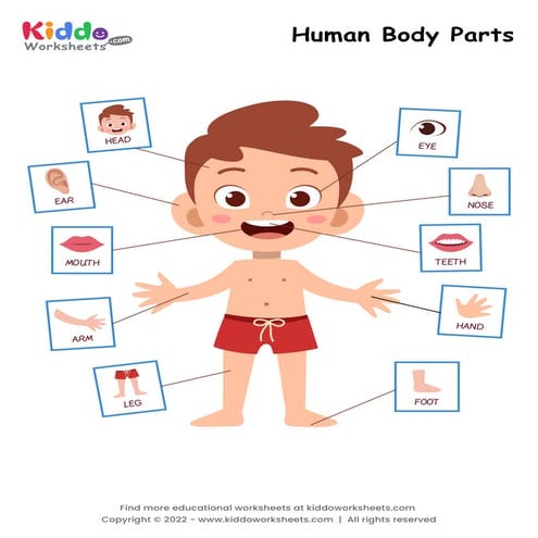 Human Body Parts Worksheet, Human Body Parts Worksheet | PDF