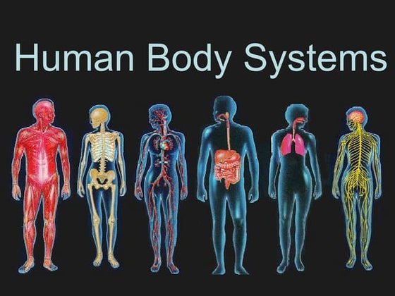 Human Body Systems PPT | PPT