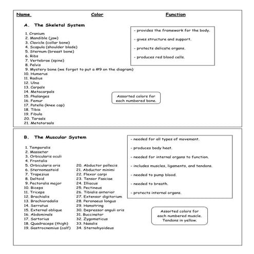 Human body systems | PDF