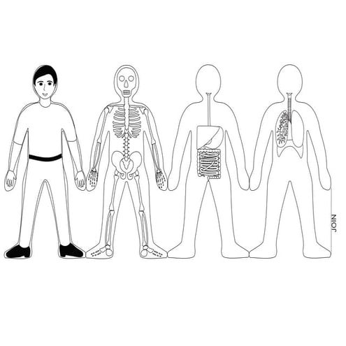 Human body systems | PDF