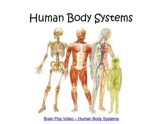 Human Body Systems PPT | PPT