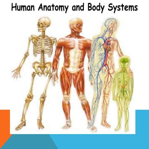 Human bodysystems powerpoint 2013 | PPTX | Lung and Respiratory Health ...