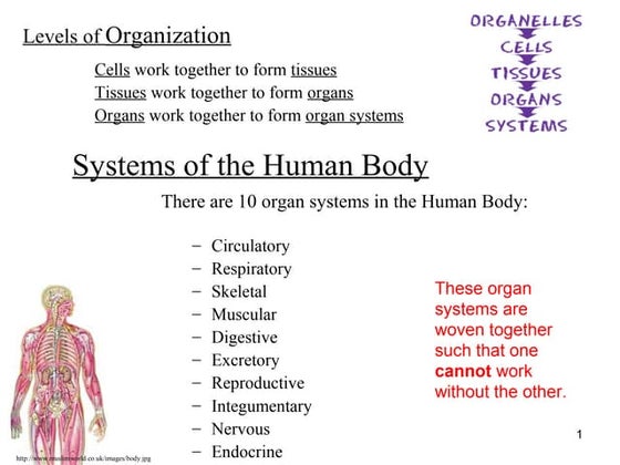 Human Body System and Their Function with a Labelled Diagram. | PPT