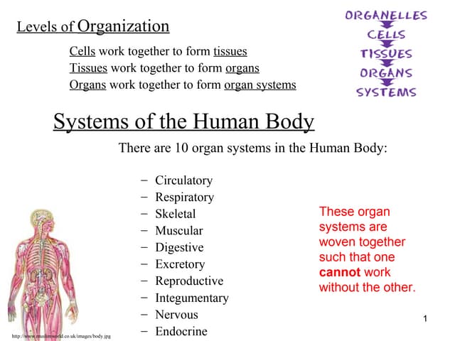 THE BODY PARTS PPT | PPTX
