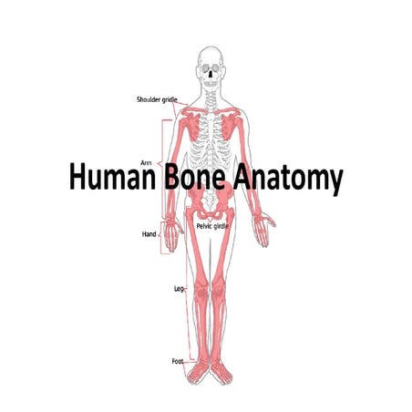 Human bone anatomy | PPT