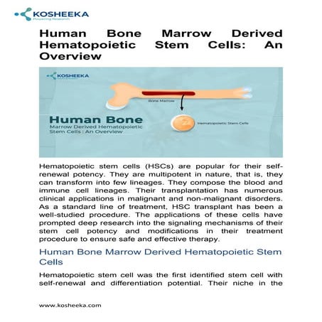 Human Bone Marrow Derived Hematopoietic Stem Cells: An Overview | PDF