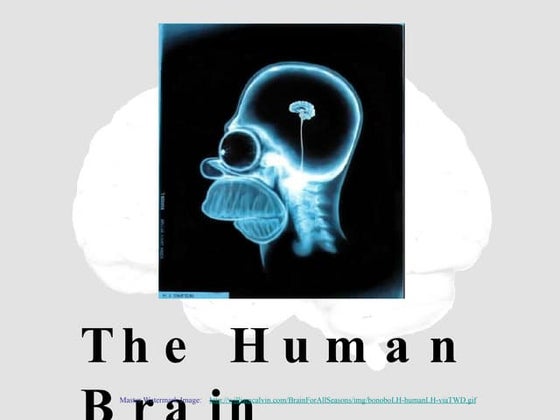 The brain | PPT