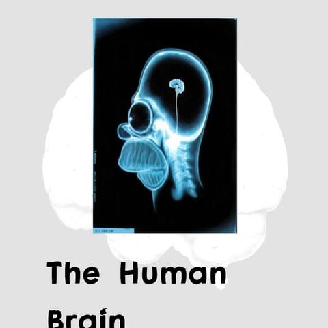 Human brain | PPT