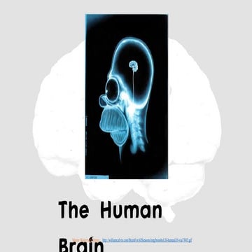 Human brain | PPT