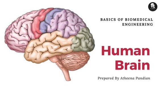 Human Brain Anatomy Ppt Free Brain PowerPoint Template With Left