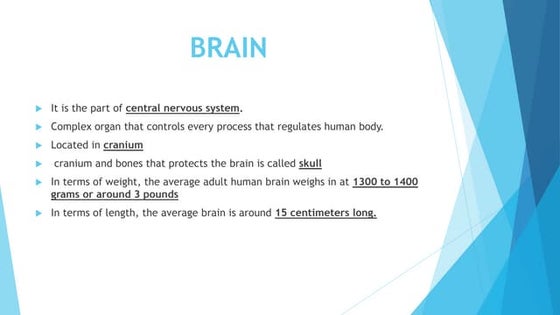 The Human Brain, Its Parts and Functions | PPT
