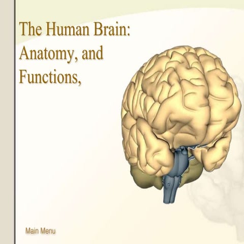 human brain.ppt
