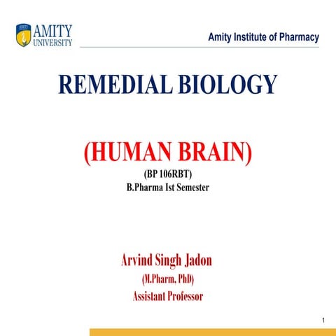 Human Brain ppt for Pharmacy Students.pptx