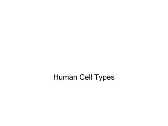 Human Cell Types Human Cell Types Human. | PPT