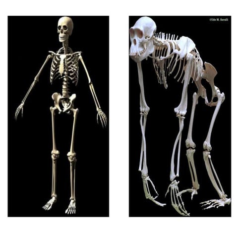 Human chimp skeleton | PPTX