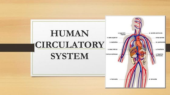 CIRCULATORY SYSTEM_CLASS 10th.pptx