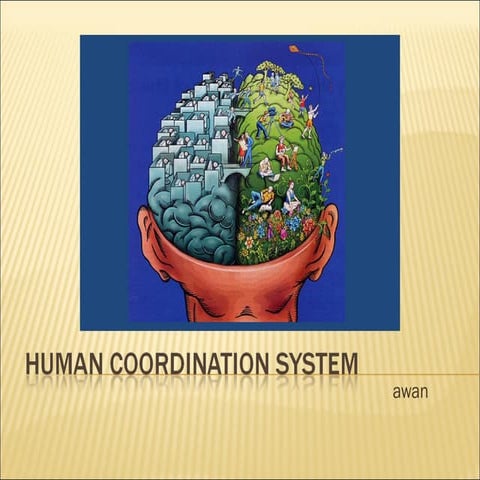 Grade 9 - Human Coordination System | PPT