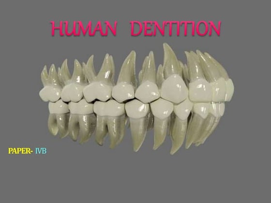 Human teeth and its functions | PPT