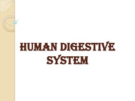 The Digestive System Powerpoint | PPT