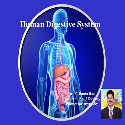 Endocrine Glands (Structure and Function) | PPTX