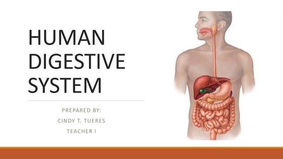 Detailed Lesson plan Sample Digestive Process | DOCX