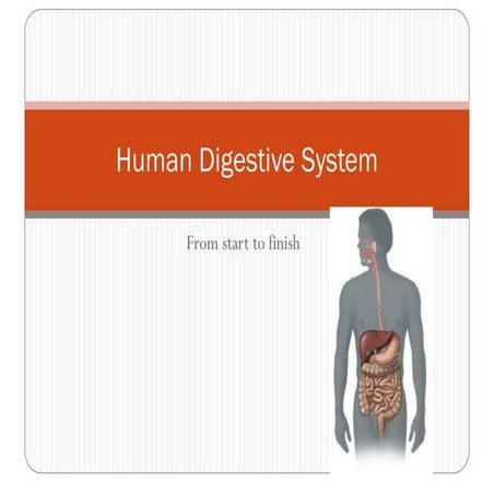 Human Digestive System | PDF