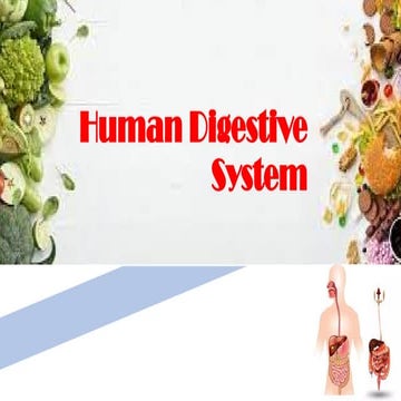 Human Digestive System science grade 8.pptx