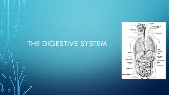 Digestive system Lesson for Grade 6 students.pdf | Digestive Disorders ...