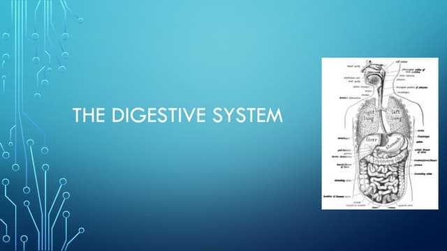 Digestive system - CLASS V | PPTX | Biological Sciences | Science