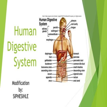 Human digestive system presentation | PPTX