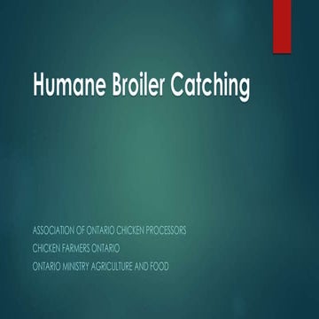 Humane broiler catching | PPTX | Death, Injury, or Military Conflict ...