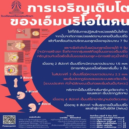 Human embryo poster 341 group 5 | PDF