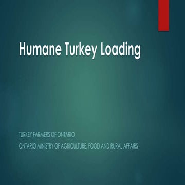 Humane turkey loading | PPTX