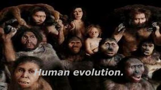 HUMAN EVOLUTION | PDF | Biological Sciences | Science