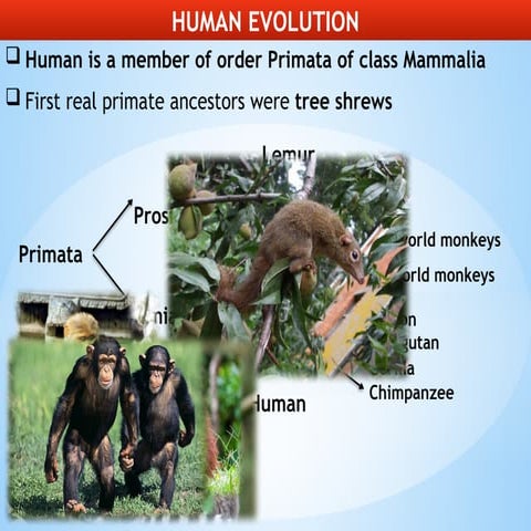 Human Evolution from its ancestors(1).pptx