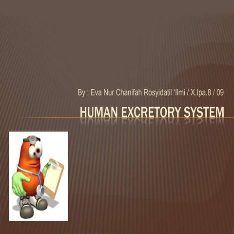 Anatomy Unit 3 Notes: The Excretory System | PPT