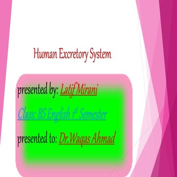 Human excretory system | PPT