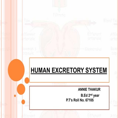 Human excretory system | PPTX