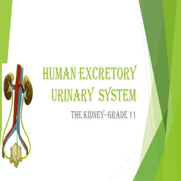Human urinary system | PPTX