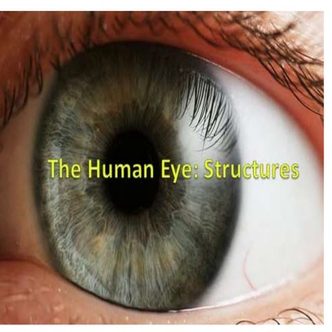 Structure and Function of the Eye | PPT