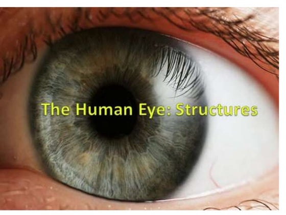 Structure and Function of the Eye | PPT | Eye and Vision Conditions ...