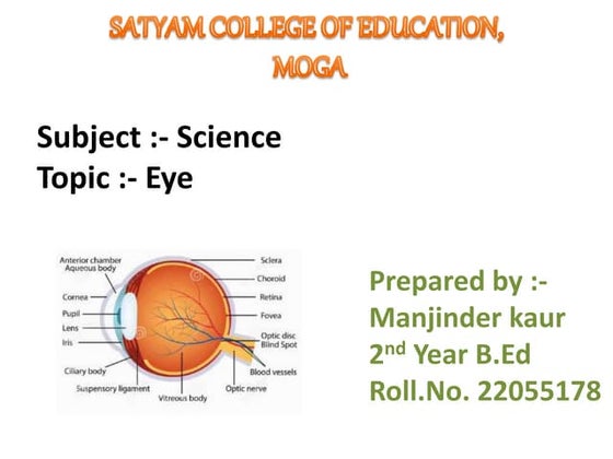 Structure and Function of the Eye | PPT